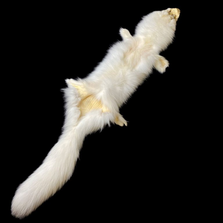 Fox - Arctic Fox Furs - Loose Moose Trading Post