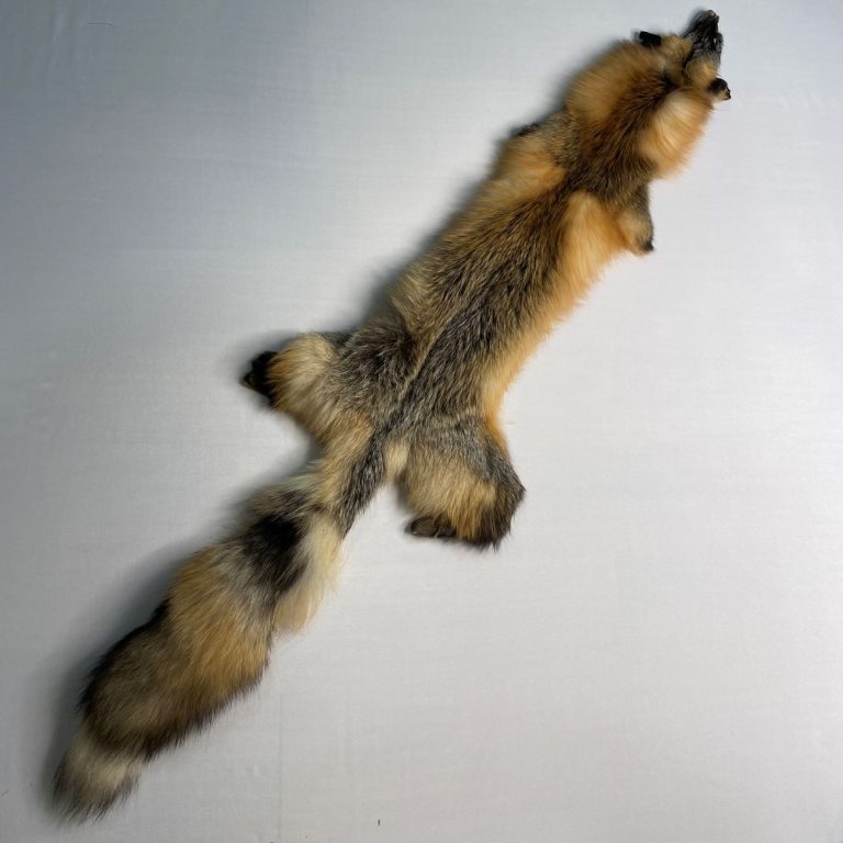 Fox - Cross Fox Furs - Loose Moose Trading Post