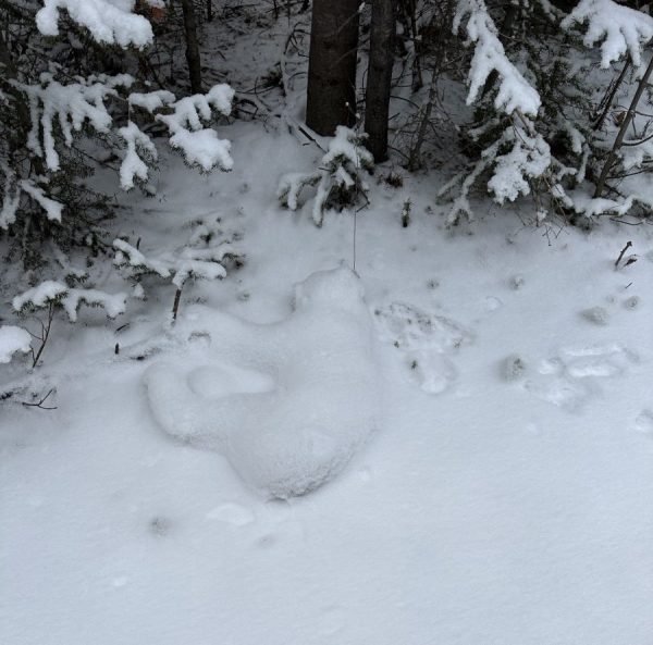 Ghost Lynx - Loose Moose Trading Post