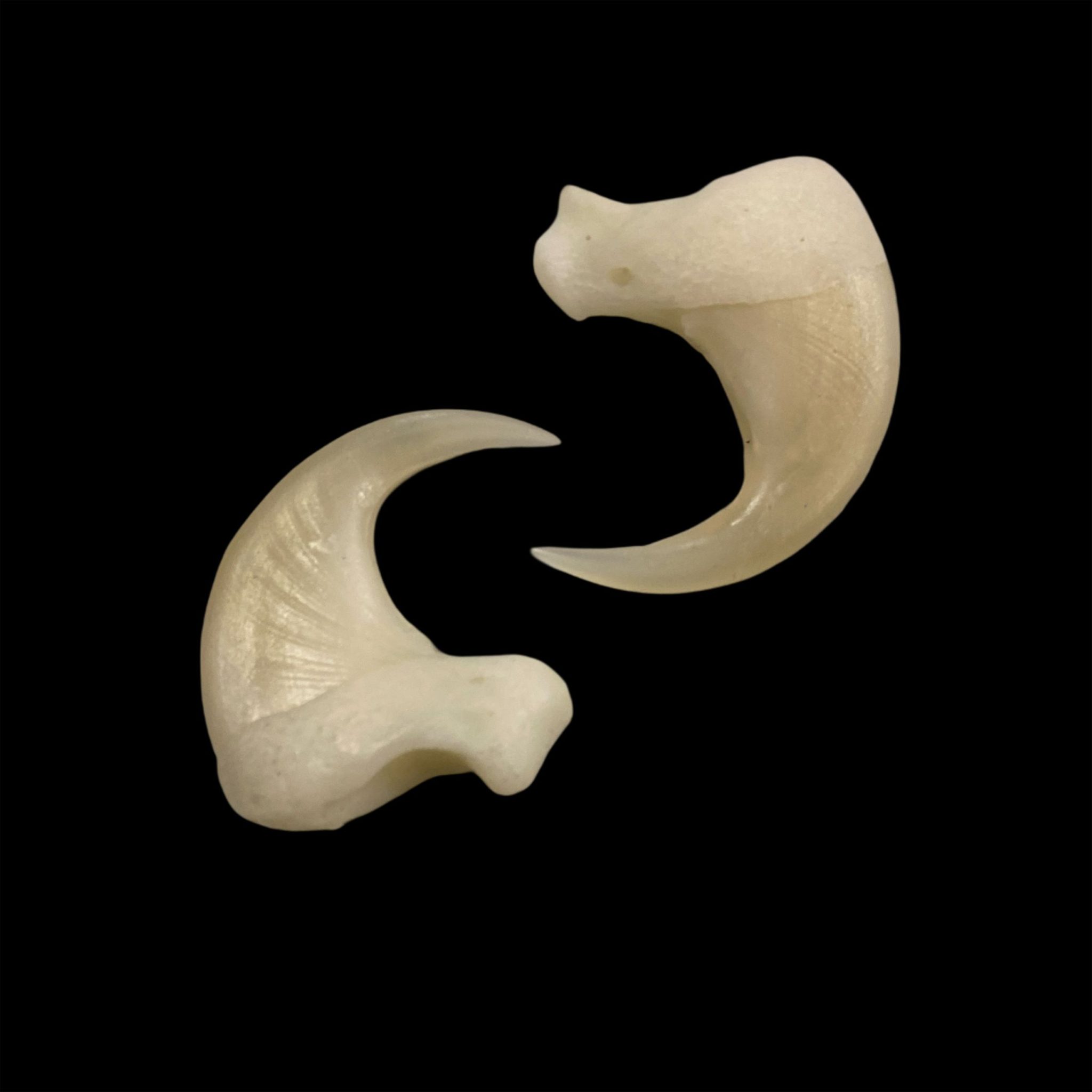 Skulls, Bones & Claws - Loose Moose Trading Post