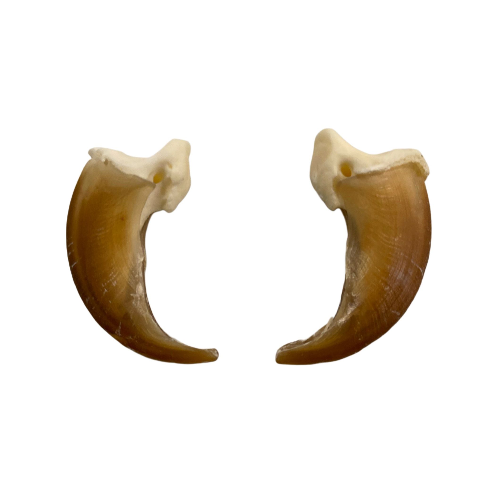 Wolf Claws: Matching Pair / Small - Loose Moose Trading Post