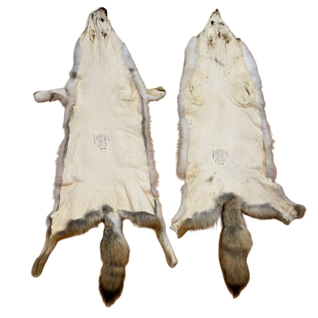 Coyote Furs - Loose Moose Trading Post