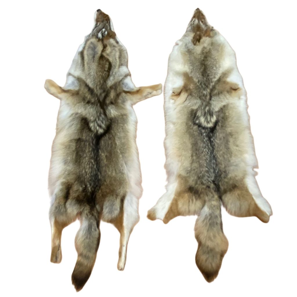 Coyote Furs - Loose Moose Trading Post