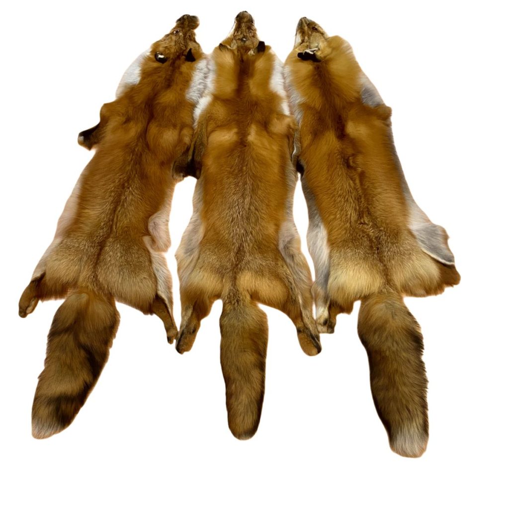 Fox - Red Fox Furs - Loose Moose Trading Post