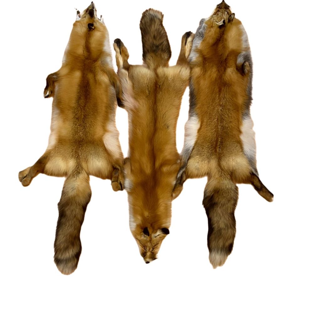 Fox - Red Fox Furs - Loose Moose Trading Post