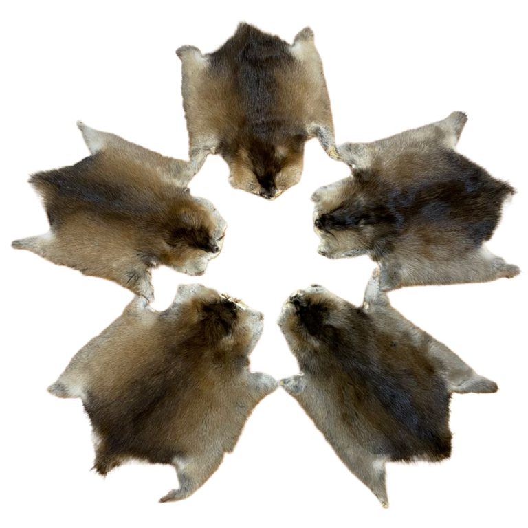 Genuine animal furs from Canada - Loose Moose Trading Post