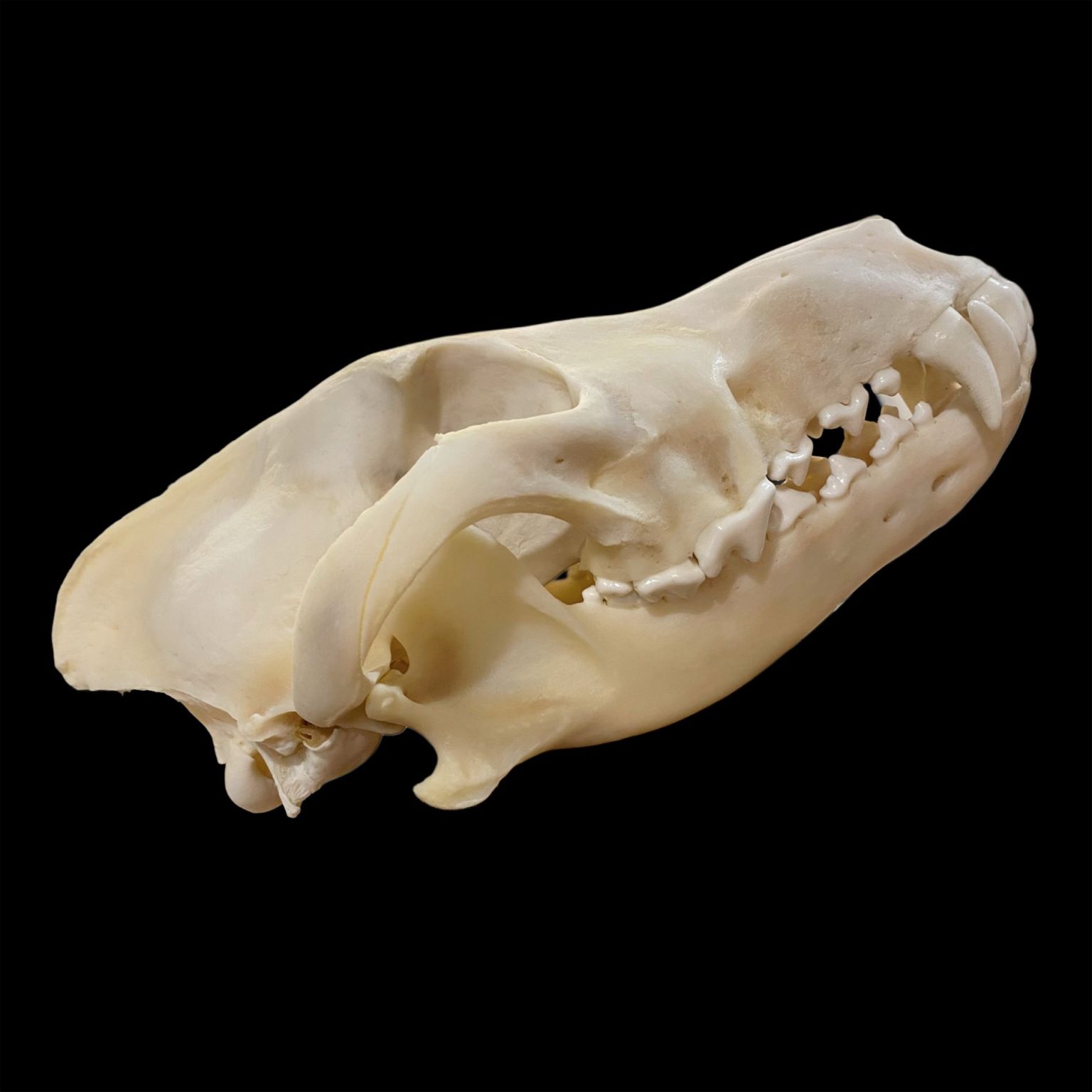 Wolf Skulls - Loose Moose Trading Post