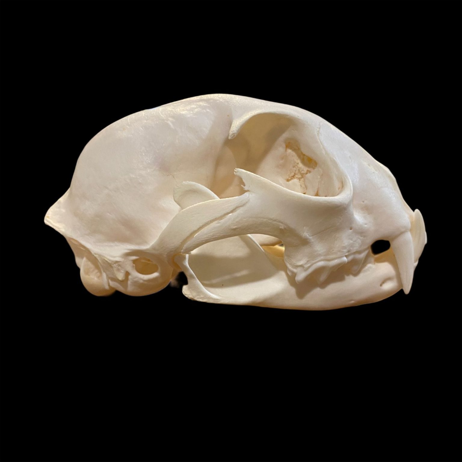 Lynx Skulls - Loose Moose Trading Post