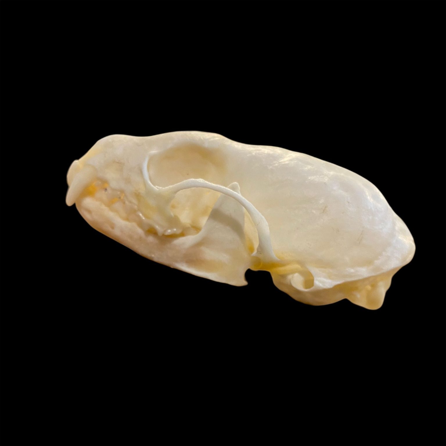 Marten Skulls - Loose Moose Trading Post