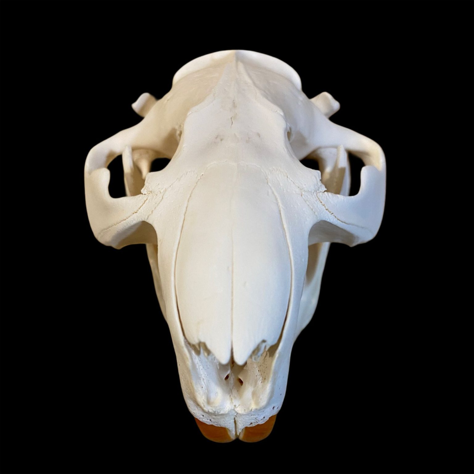 Skulls - Loose Moose Trading Post