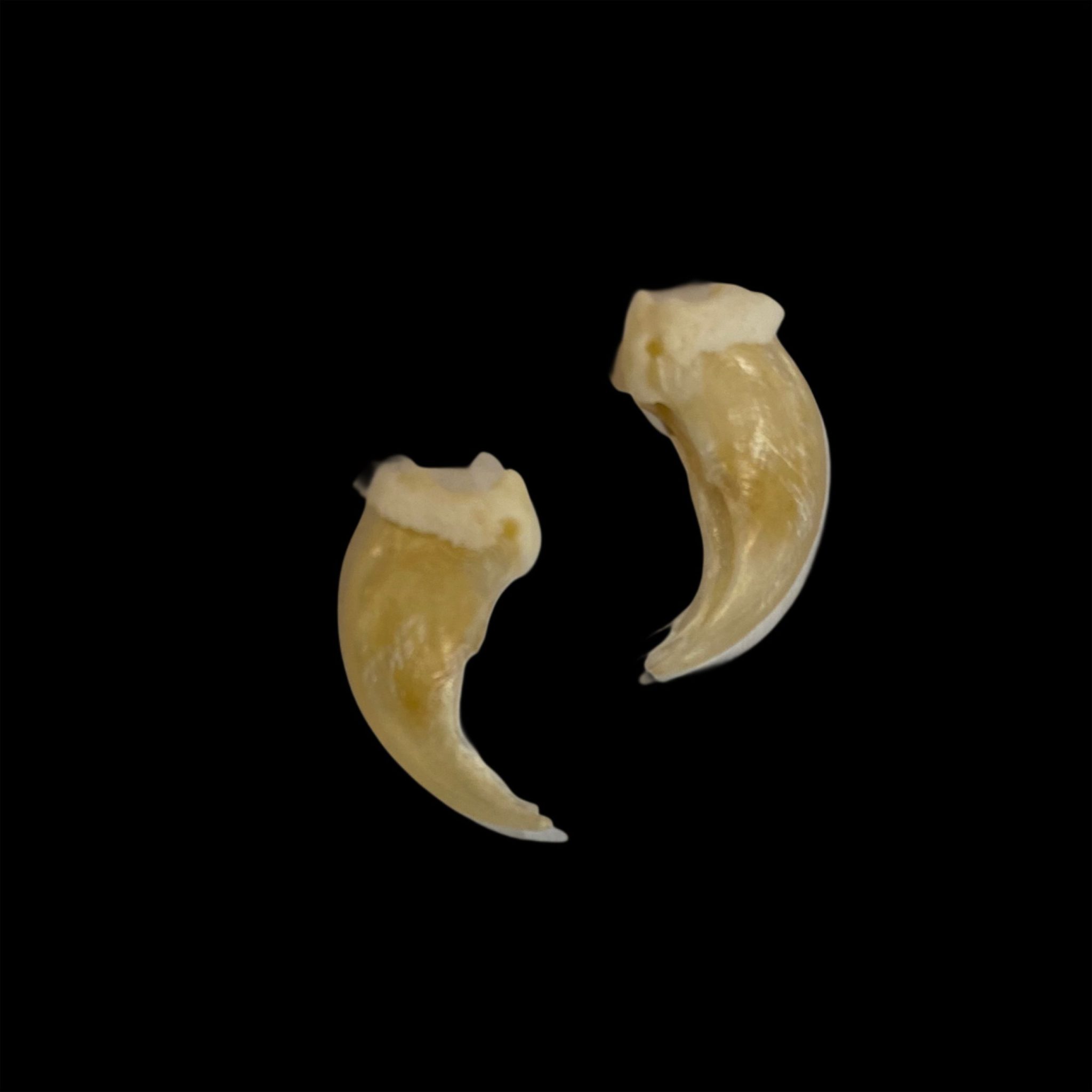 Fisher Claws: Matching Pair - Loose Moose Trading Post