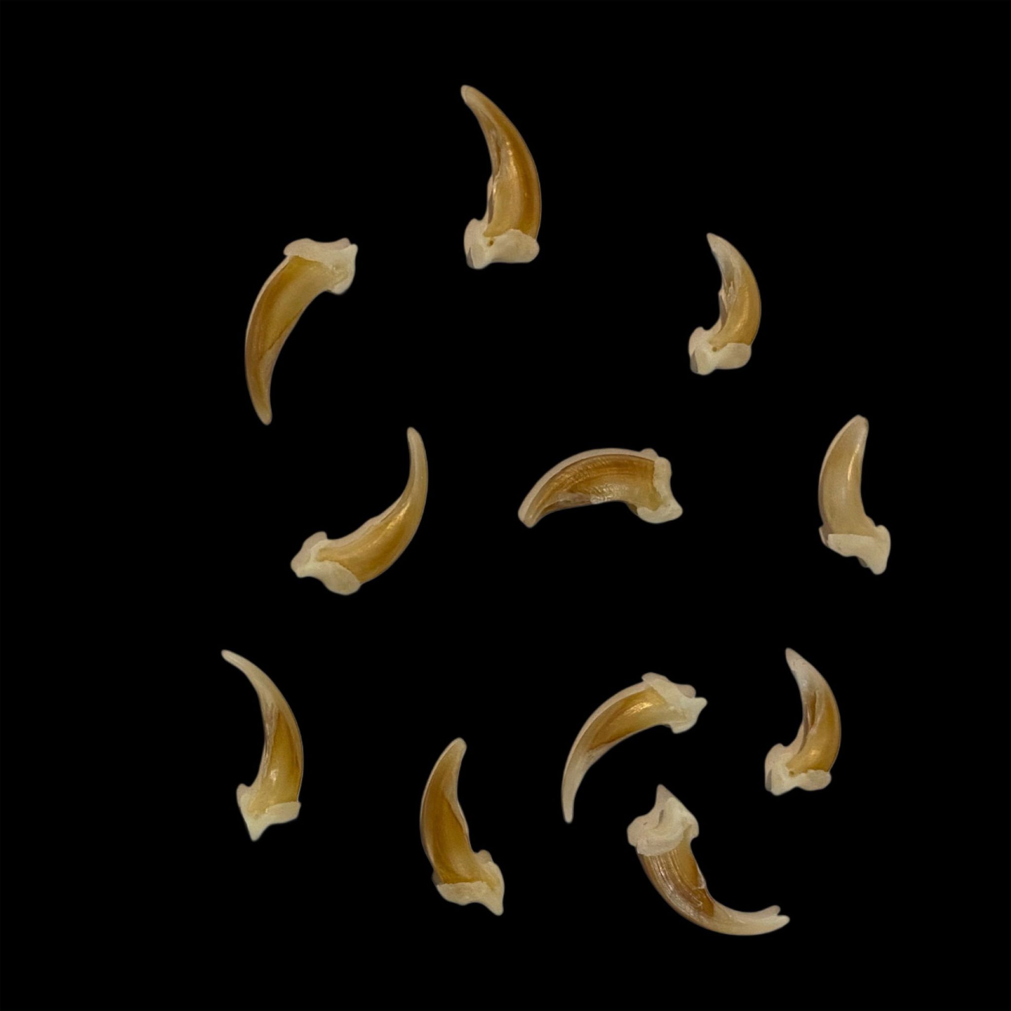 Fox Claws - Loose Moose Trading Post